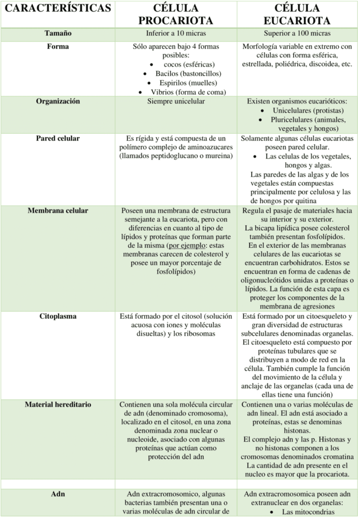 Cuadros Comparativos Entre Clula Procariota Y Eucariota Cuadro