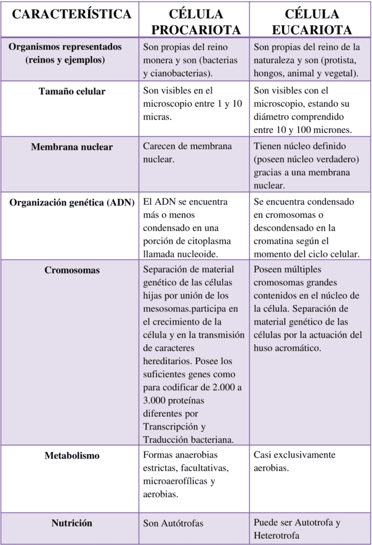 Cuadros comparativos Célula Eucariota y Procariota 【Descargar】