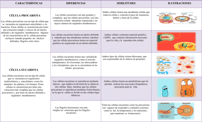 Cuadros Comparativos Entre Clula Procariota Y Eucariota