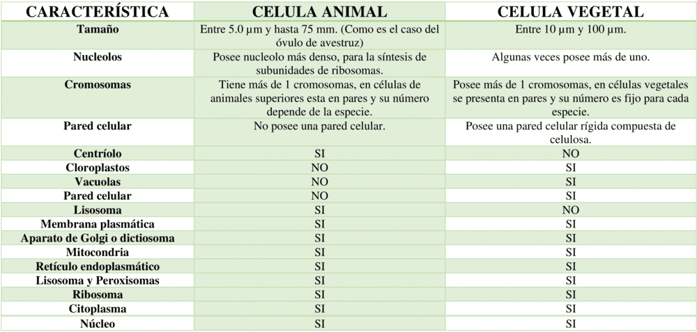 Cuadro Comparativo Entre Celula Animal Y Vegetal